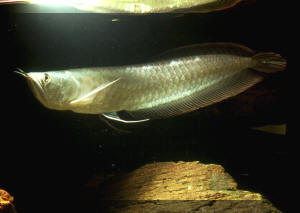 The Bony-Tongue Fishes called Arowanas, Arapaima and Featherback Knifefishes In Aquariums